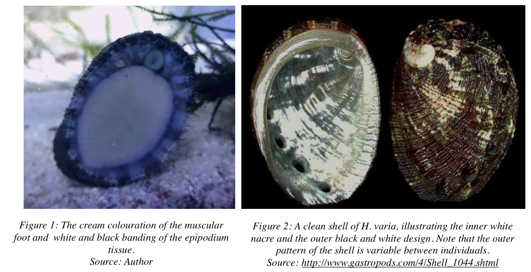 Student Project 2017 | Erin Jane Watson